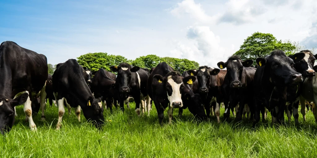 What is Aber High Sugar Grass? - Germinal Ireland